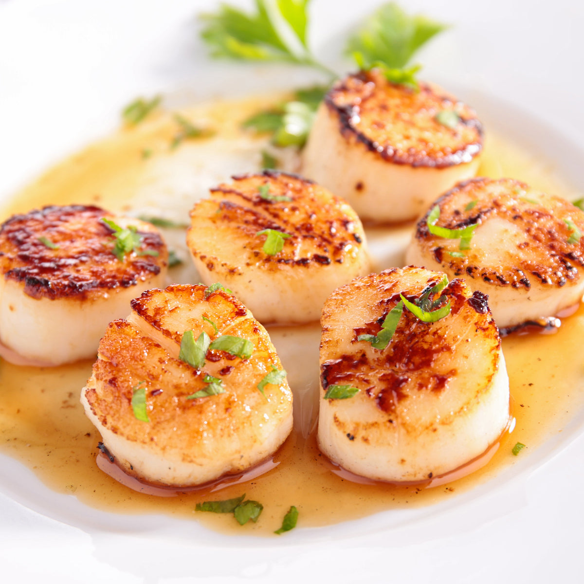 1lb, Digby Nova Scotia Scallops – Coldwater Harvest
